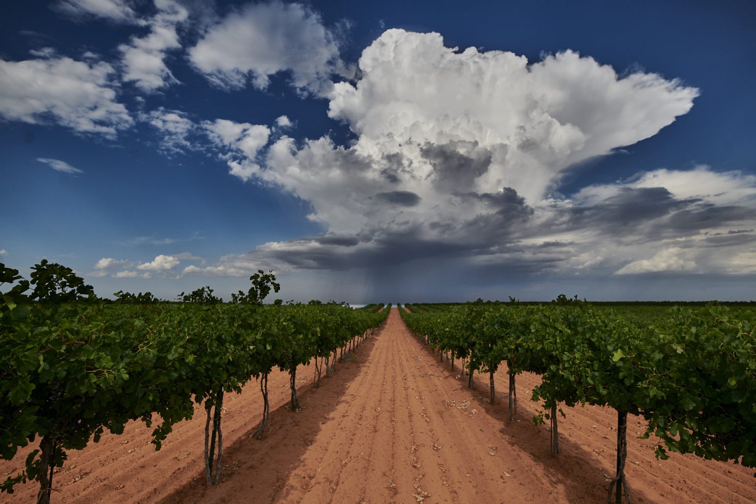 About - Siboney Cellars